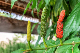 10 Traditional Jamu Drinks from Indonesia and Their Health Benefits