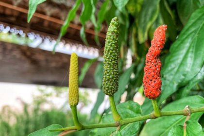10 Traditional Jamu Drinks from Indonesia and Their Health Benefits